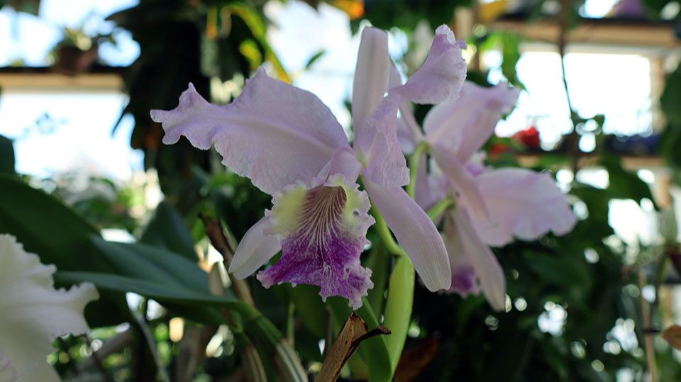 Cattleya lueddemanniana var coerulea (Ching Hua x Teru AM JOS)