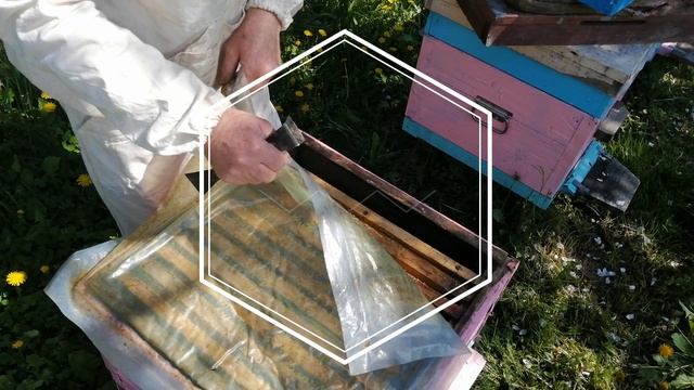 Развитие слабого отводка с весны до осени Фильм 3