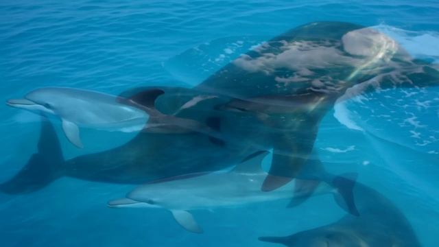 Дельфины в Океане • Спокойная музыка для Релакса, Медитации и Сна • 4K Видео