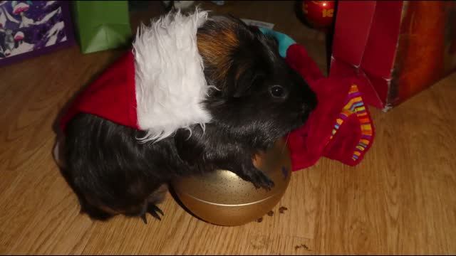 Лета Блэкки новый2023год