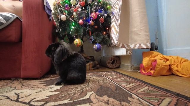 Кролик Маркс умывается