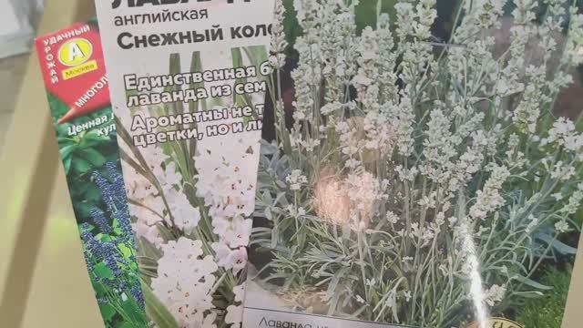 ПОСЕВ ОЧЕНЬ КРАСИВОЙ ЛАВАНДЫ и ДЕЛЬФИНИУМА. СТРАТИФИКАЦИЯ СЕМЯН #лаванда #посевсемян #дельфиниум