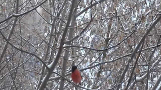 Крылатая стая /авт. песня, М.И. Бондарев/