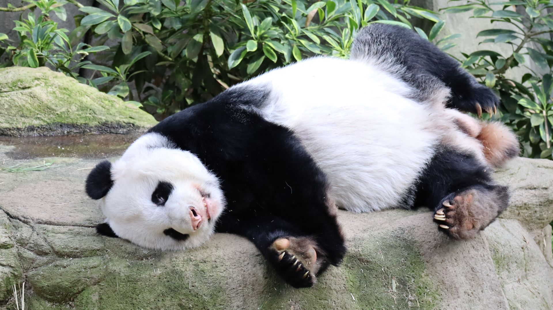 Прогулка по зоопарку Сингапура