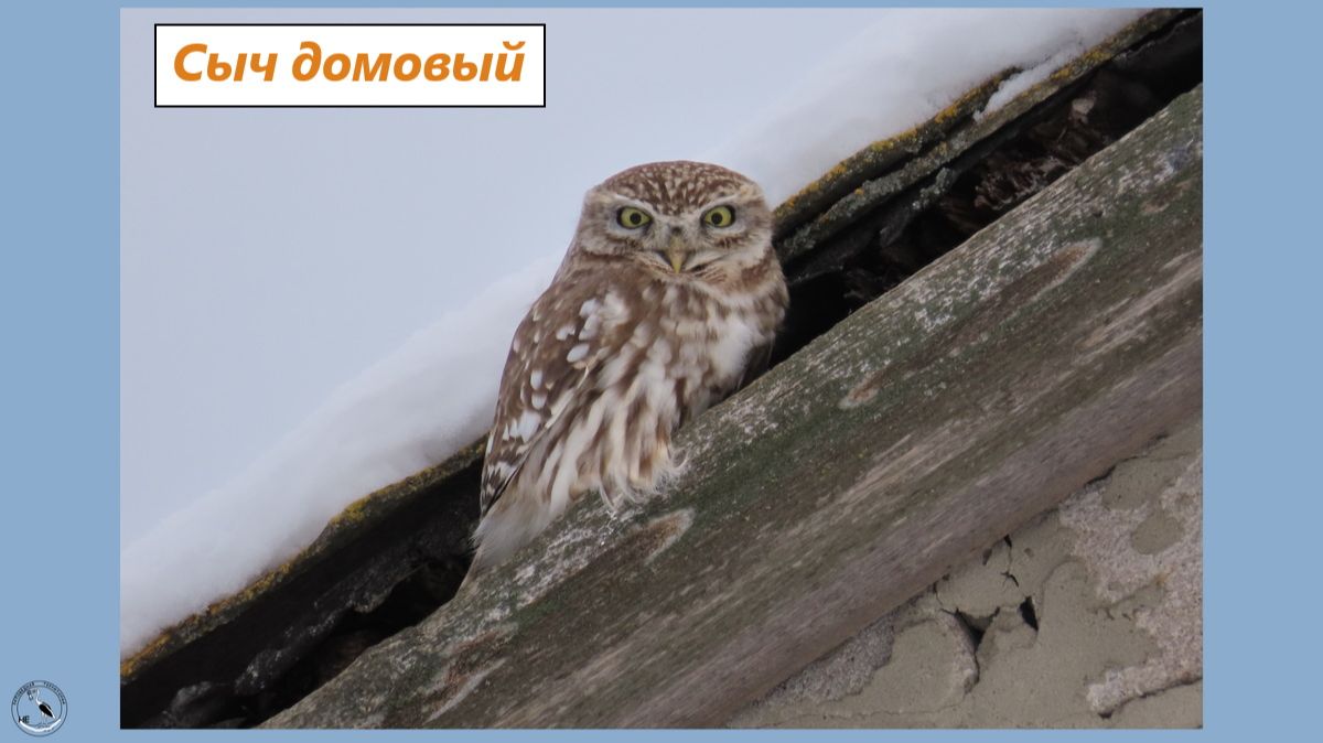 Сыч домовый зимой