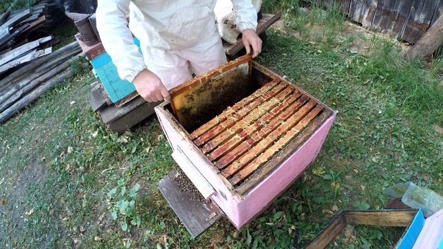 Развитие слабого отводка с весны до осени Фильм 7