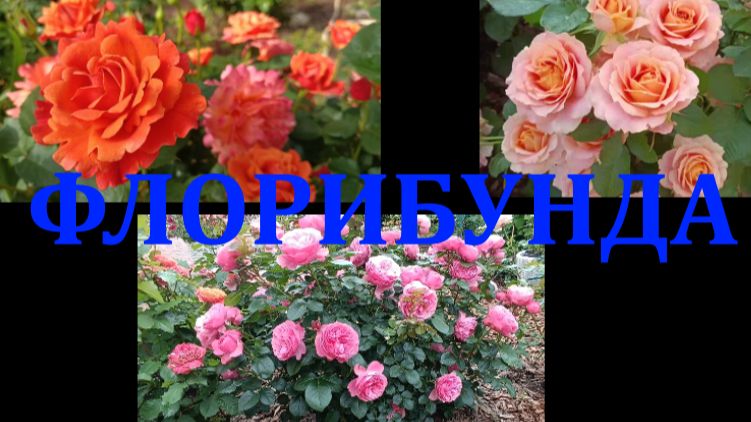 РОЗЫ ФЛОРИБУНДА. ОБЗОР. Ч.2.