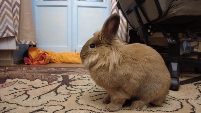 Кролик Банникула красуется