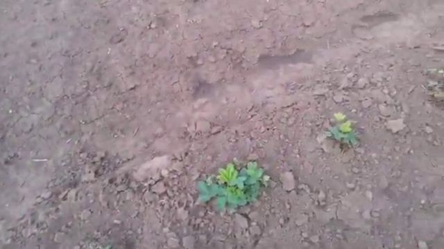 АРХИВ 2020: ПОСАДКИ. БЫСТРЫЕ ПОКУПКИ. ЖИЗНЬ В ДЕРЕВНЕ