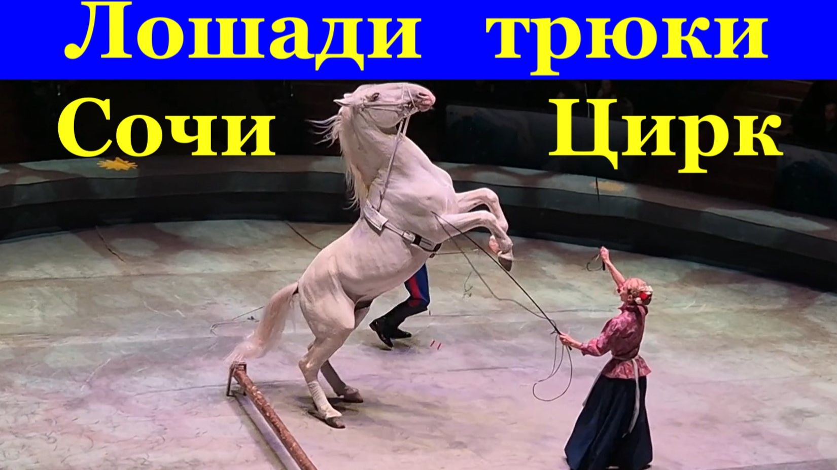 Сочи Цирк Лошади казачьи трюки в гостях у сказки