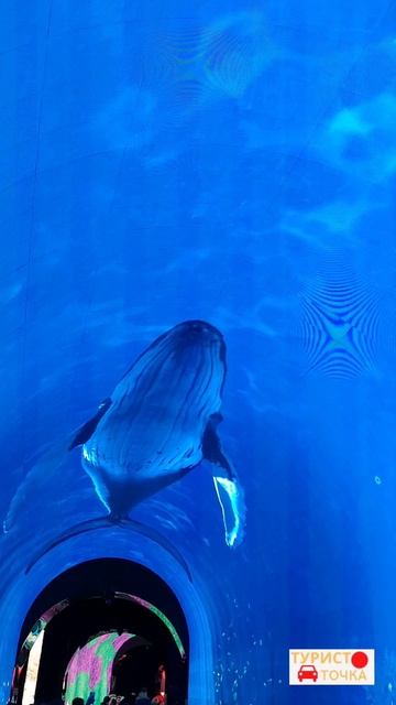 "Океанариум" в парке Галицкого 2026