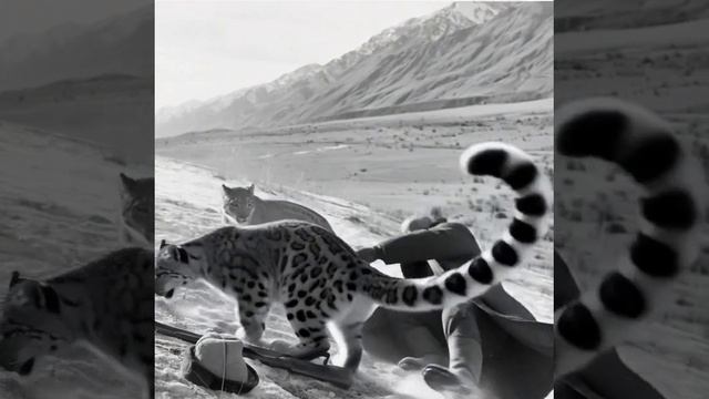 ИИ создает потрясающие видео (3) Урок охотнику - не охоться на ирбисов