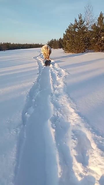 Обучение голосовым командам, 4.01.26