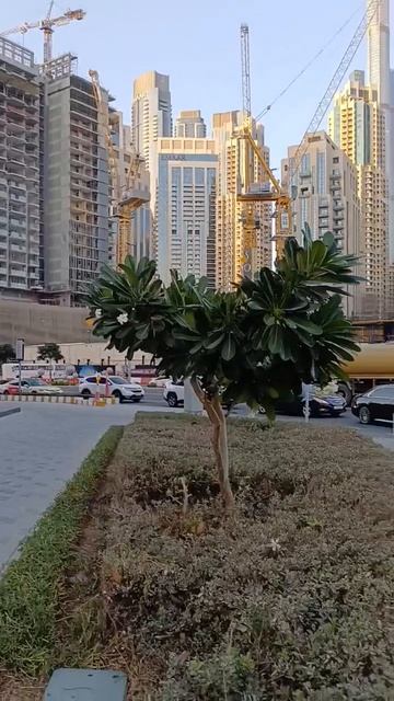 Дубай (6.01.2026) - Даун Таун 4.