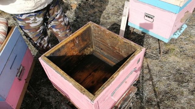 Развитие слабого отводка с весны до осени Фильм 1