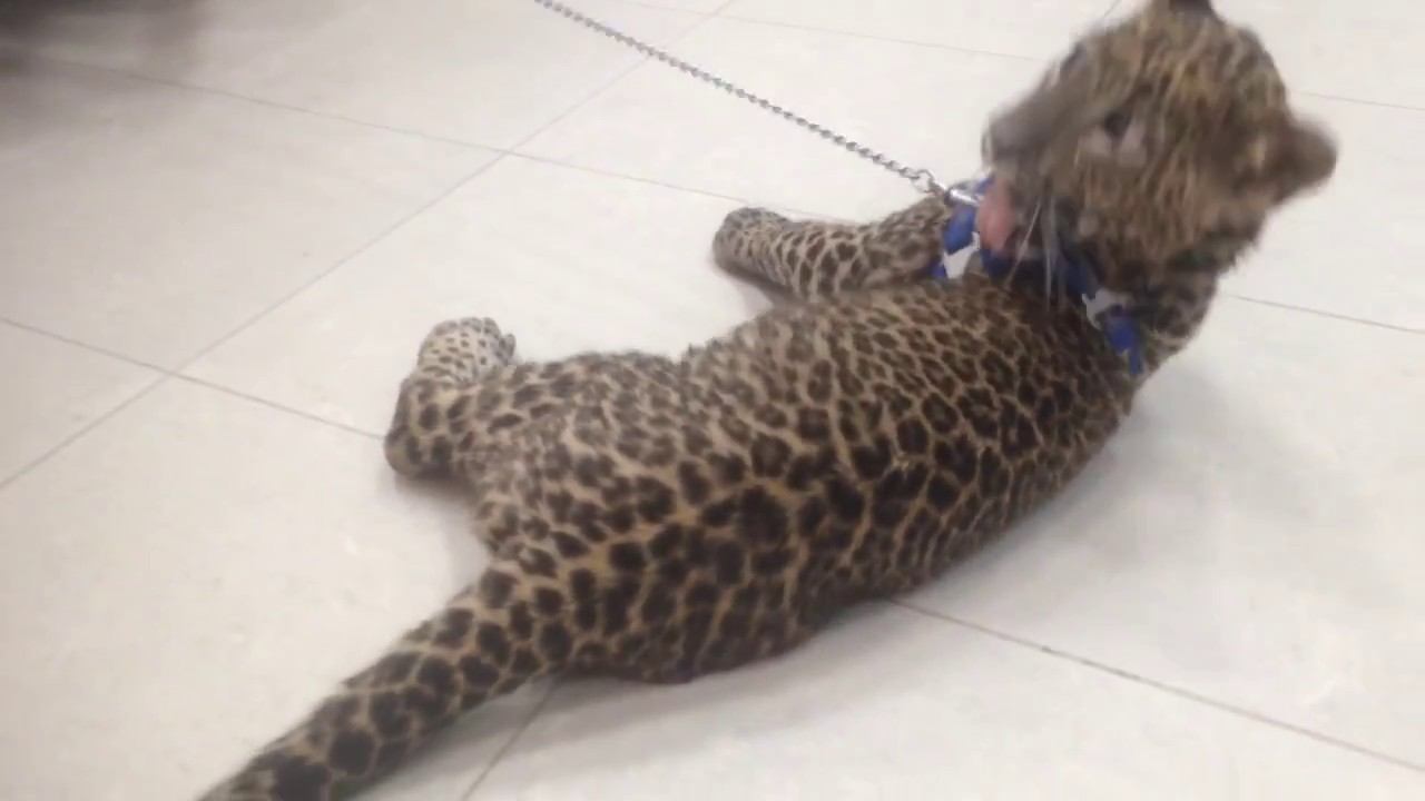 Леопард разгуливает по торговому центру как у себя дома!