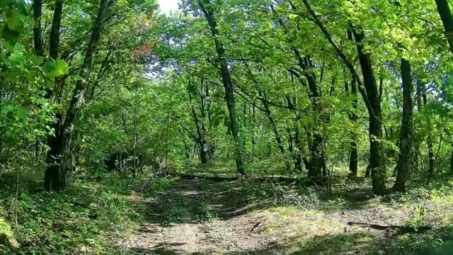 Лесная прогулка - 1
