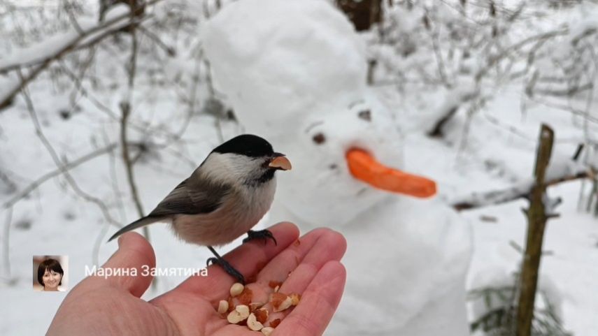 Птички в лесу.