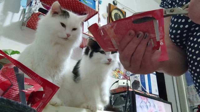 2 января 2026г. На кухне с кошками.