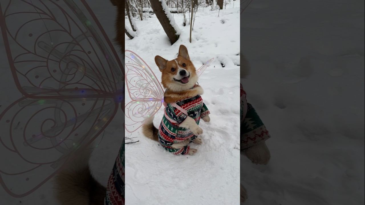 Волшебный корги-фей на зимнем скейте