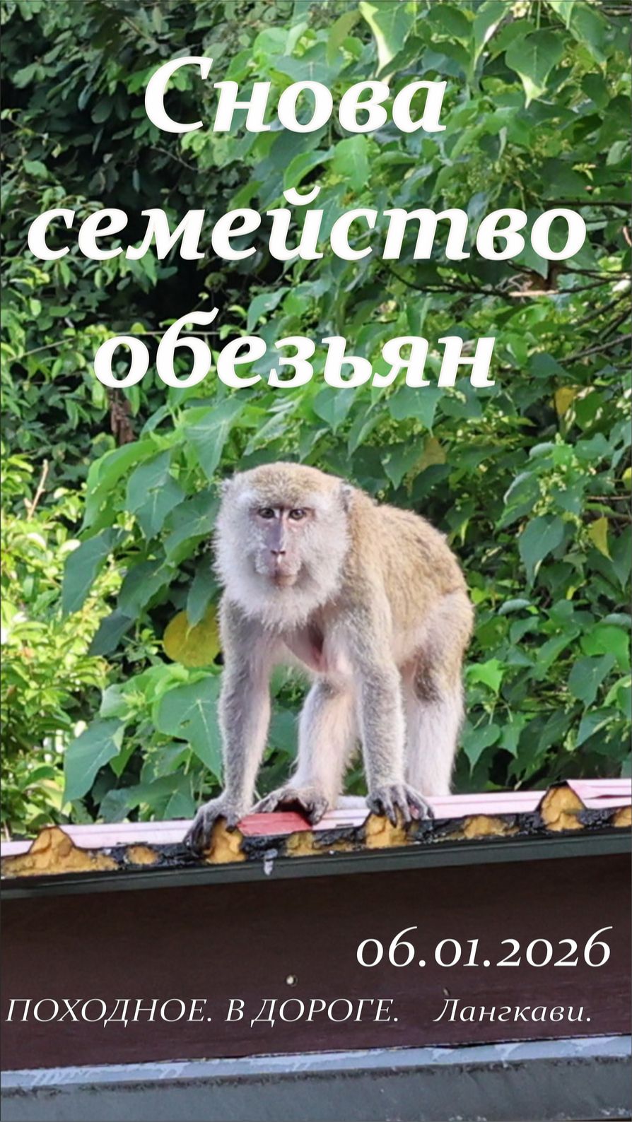 Малайзия. Лангкави. Снова обезьяны.