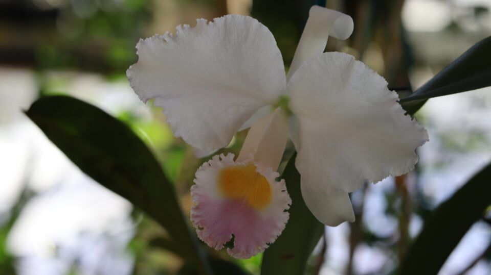 Cattleya trianae amesiana  Jordao  x  Padre Gonzalez