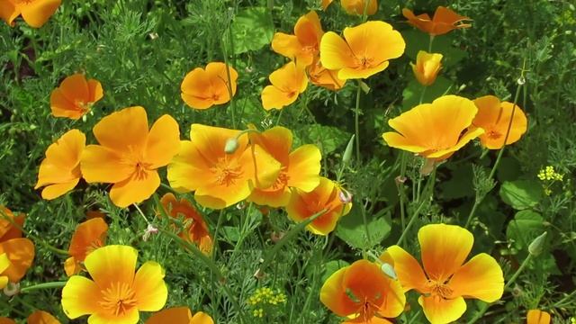 Эшшольция уход и выращивание однолетнего цветка самосейки