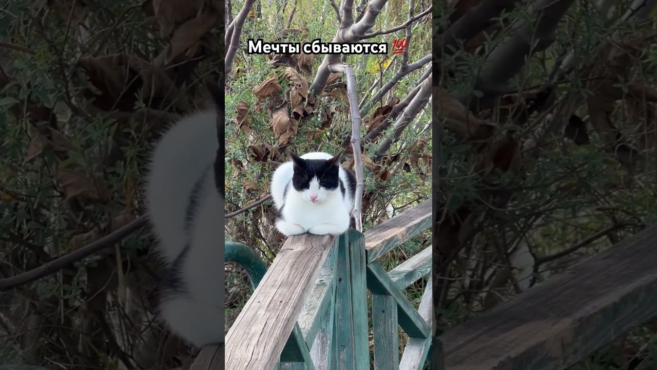 Мечты сбываются #влог