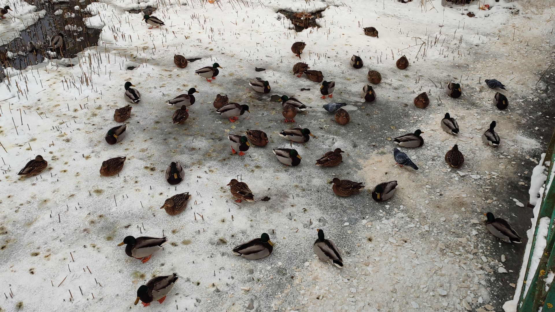 Дикие утки зимой!