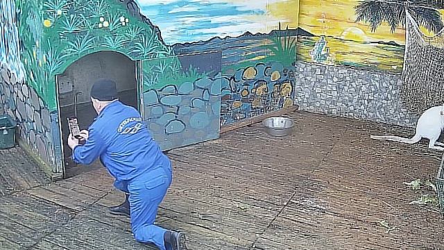 Белые кенгуру в обиде-почему только фотосессия у серого кенгуру