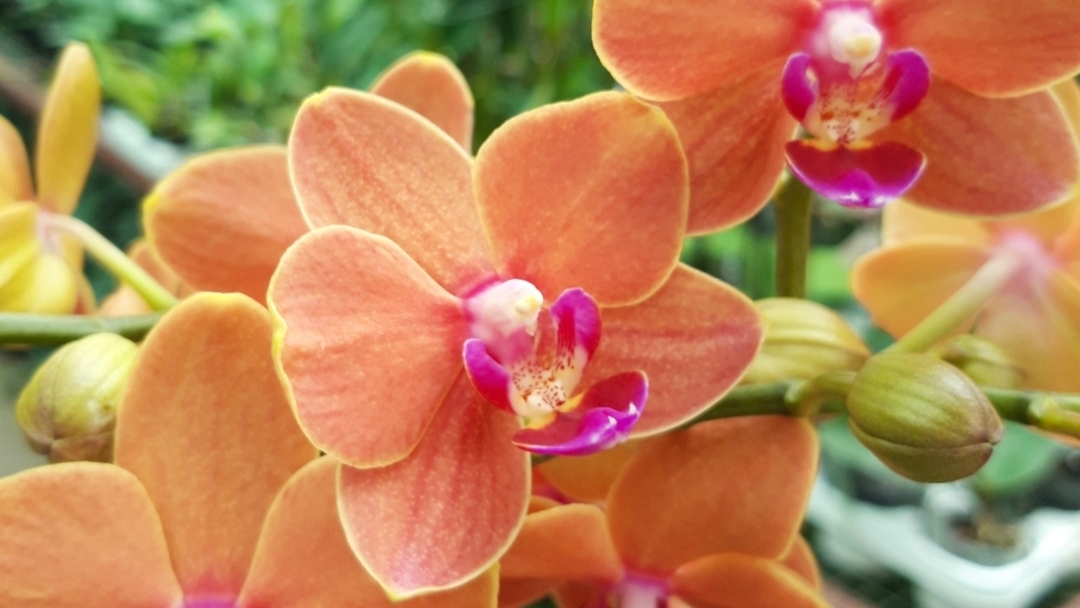 07-01-2026.пересадка Орхидеи Паприка в кору.