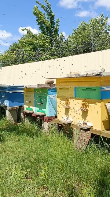 начало восстания пасеки после почти полной потери пчёл зимой
