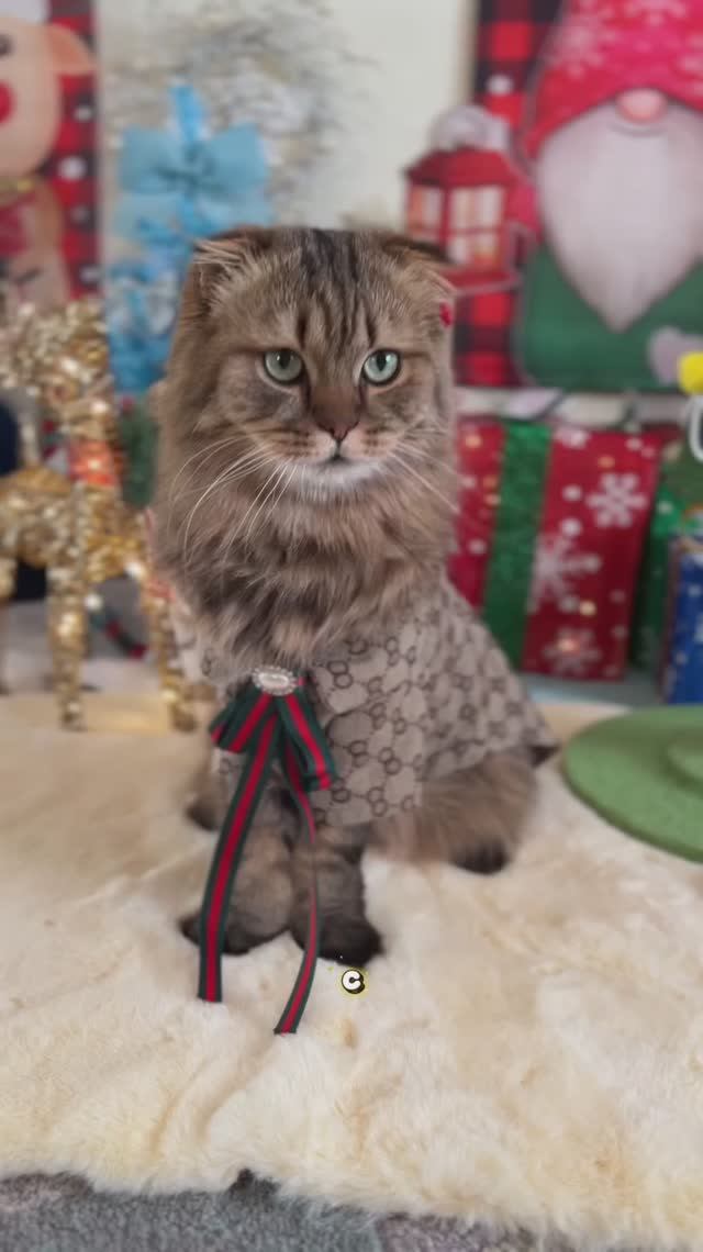 Счастливого Рождества!✨🎄😻 #Рождество #котики #праздник