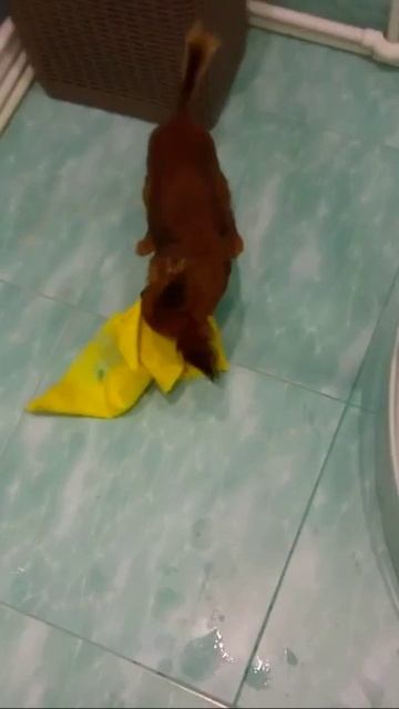 Лучшая уборщица