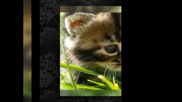 Emil Nikitin - Decision-making