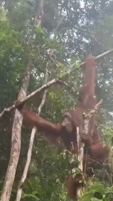 🙈 Обезьяна‑акробат в деле! 🤨 Обезьяна на дереве