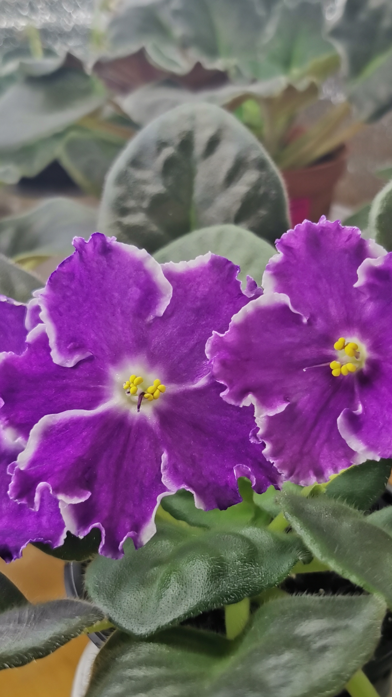 Блеск лепестков фиалки. Цветы под музыку.