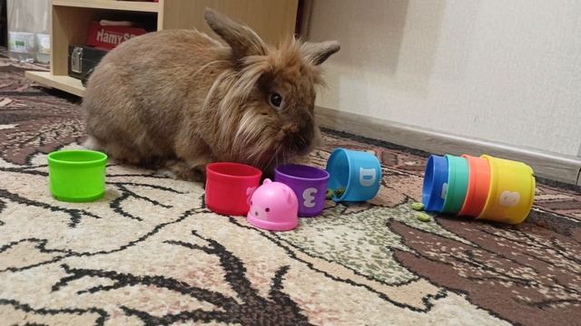 Кролик Банникула играет в пирамидку