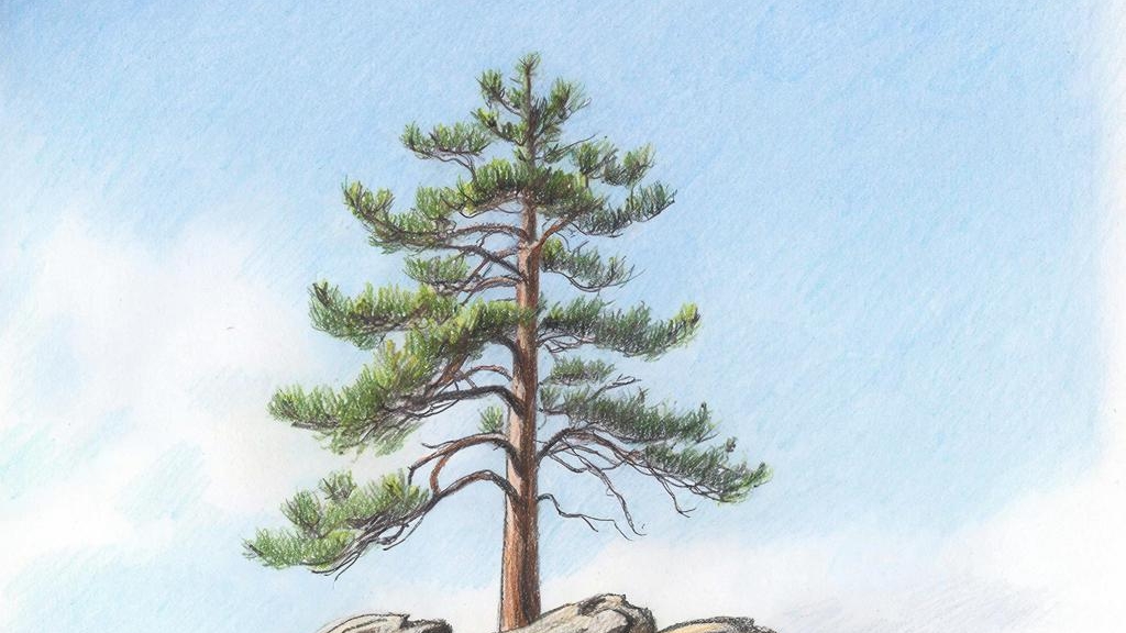 Смысловое чтение на учи.ру #19 "Сосна" Анна Рапопорт