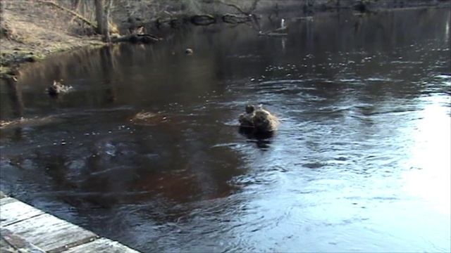 река Можа апрель 2011 года