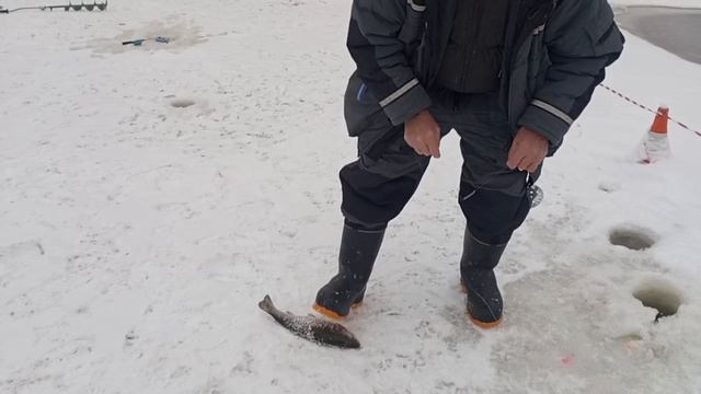 Светлые Горы Форель4 07.01.2026г.