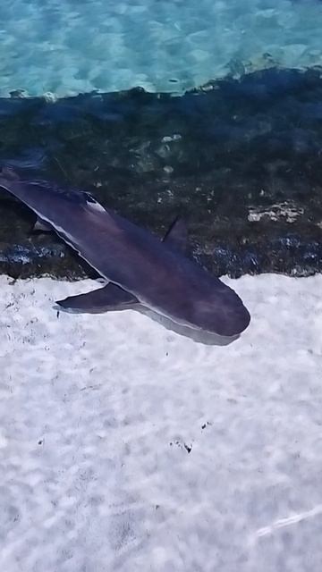 Акулы Объединённых Арабских Эмиратов.