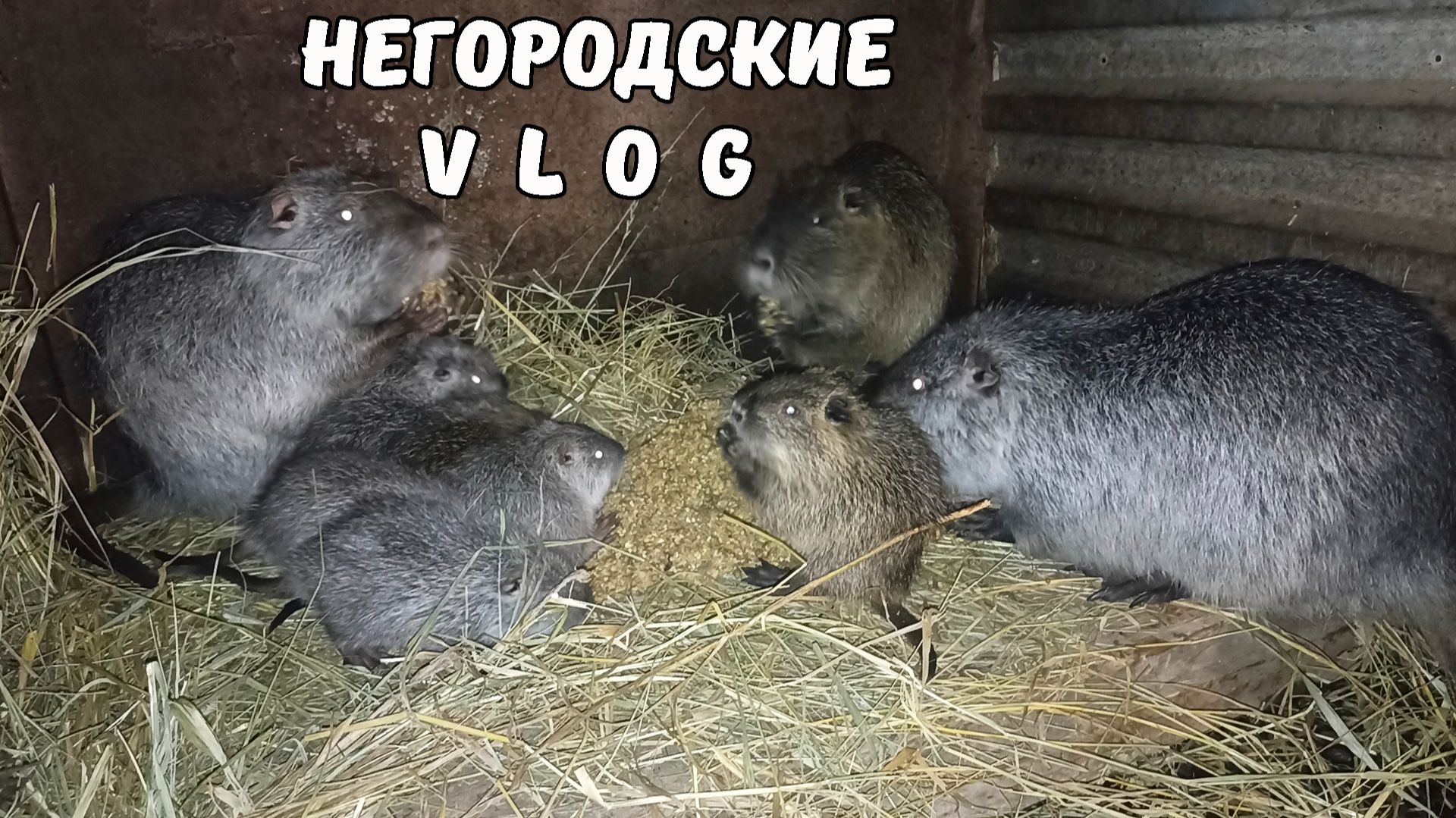 Снежный апокалипсис на Кубани. Как зимуют НУТРИИ. 29.12.25