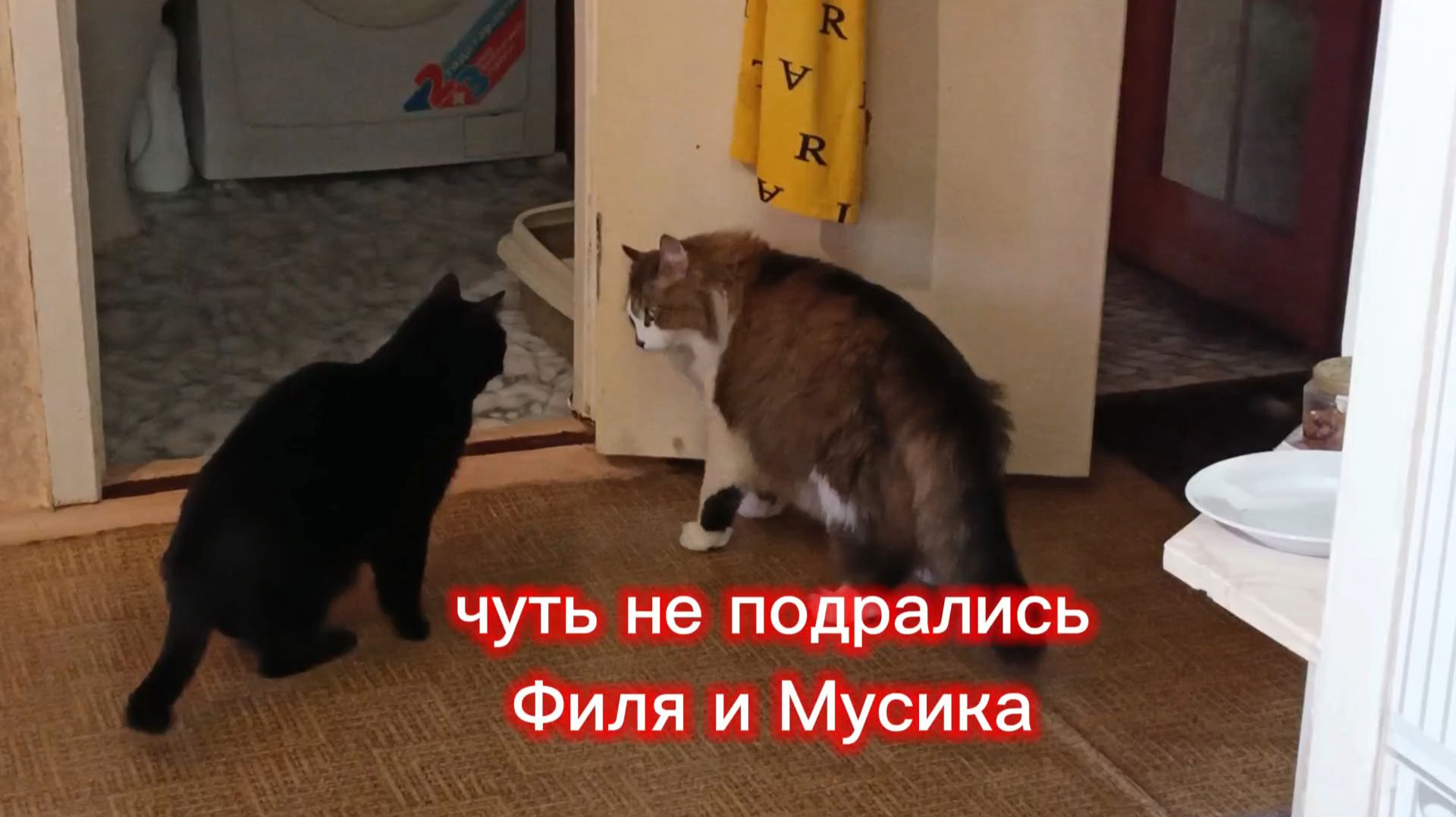 Забавные котики.