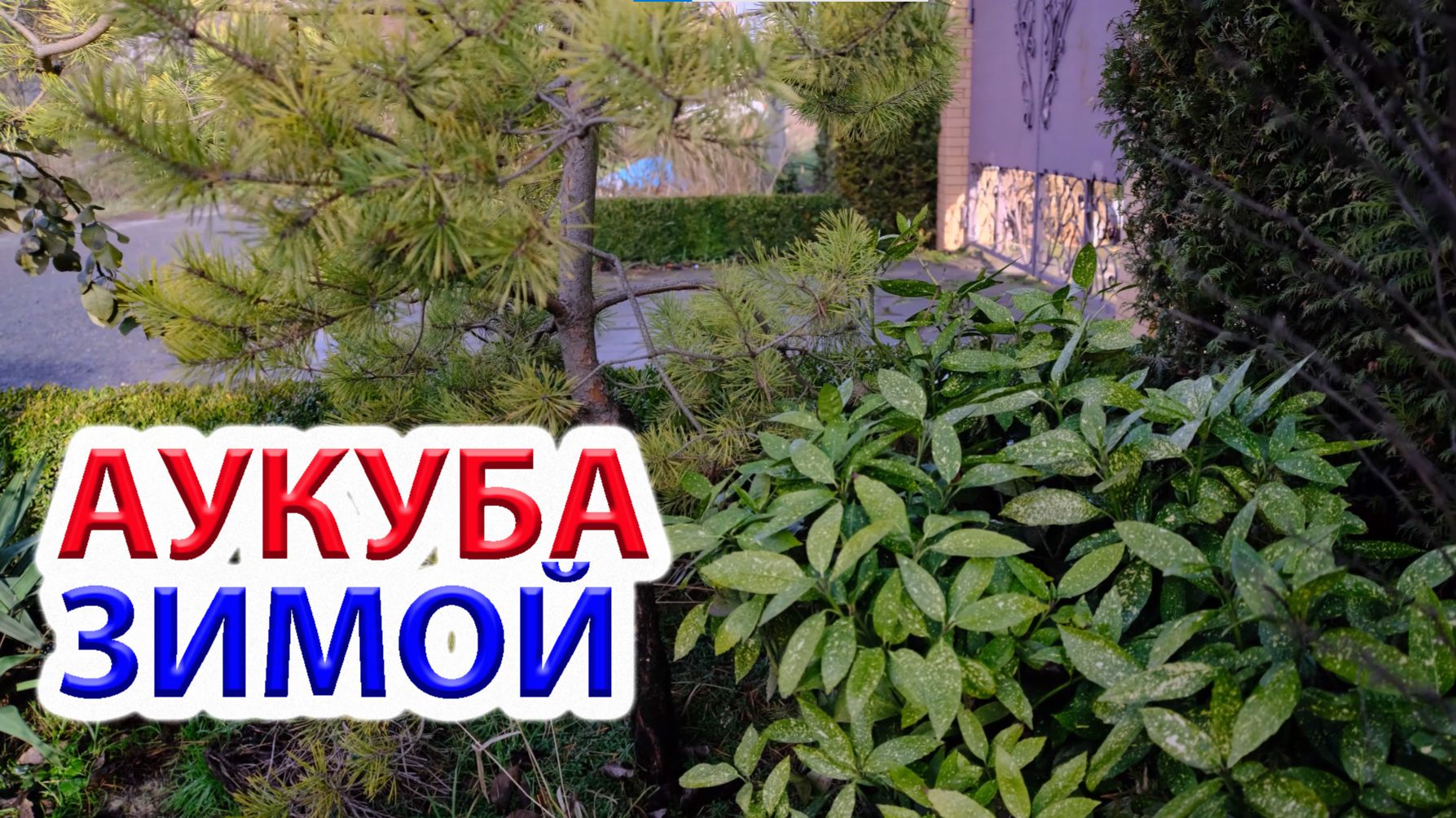 Аукуба японская в открытом грунте для мягкой зимы. А также бересклет, фотиния и др.