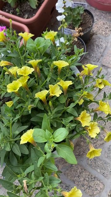 Петуния Мини Виста Йеллоу