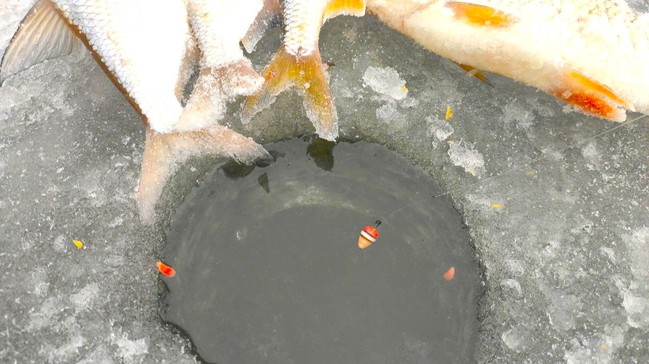 ВЫКЛАДЫВАЕТ ПОПЛАВОК...КАК В ДЕТСТВЕ!!! ЗИМНЯЯ РЫБАЛКА НА ПОПЛАВОК И МОРМЫШКУ