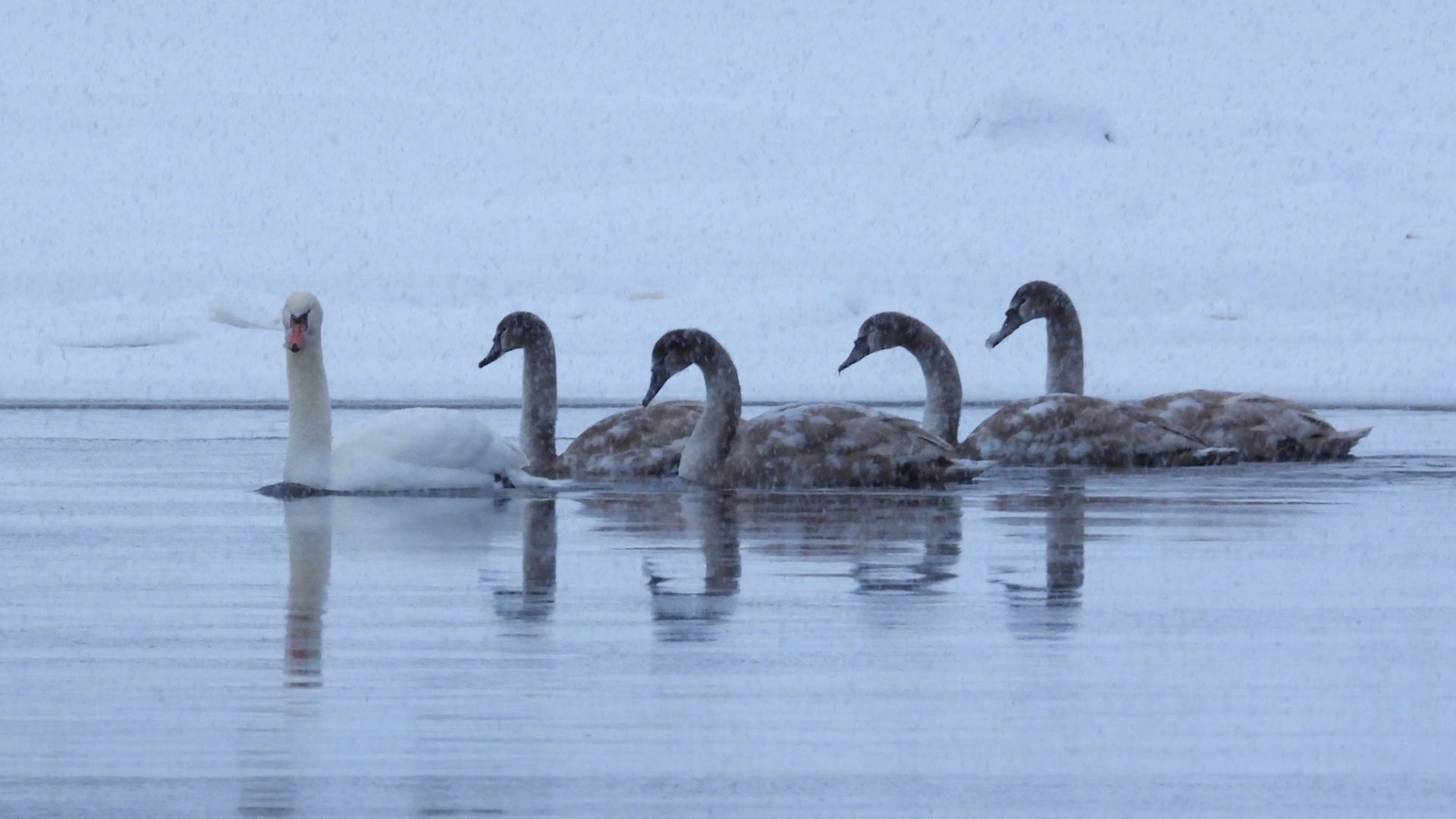 Лебеди зимой в Великом Новгороде,  наблюдение птиц 7 января 2026