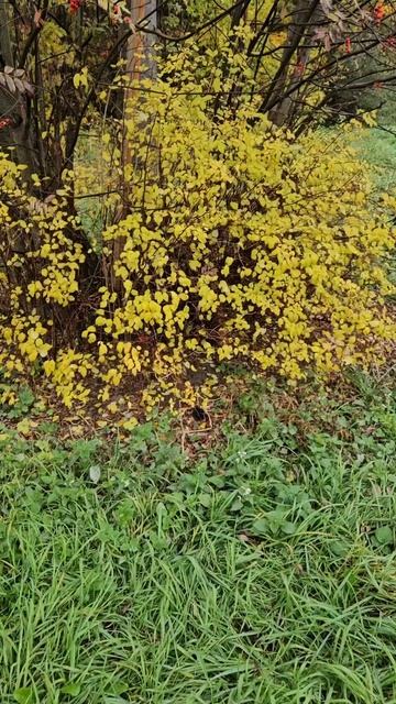 2025 Золотая Осень