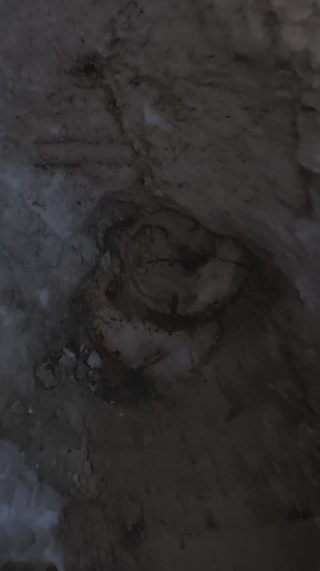 Рождественские Окаменелости Крым Эоцен 2